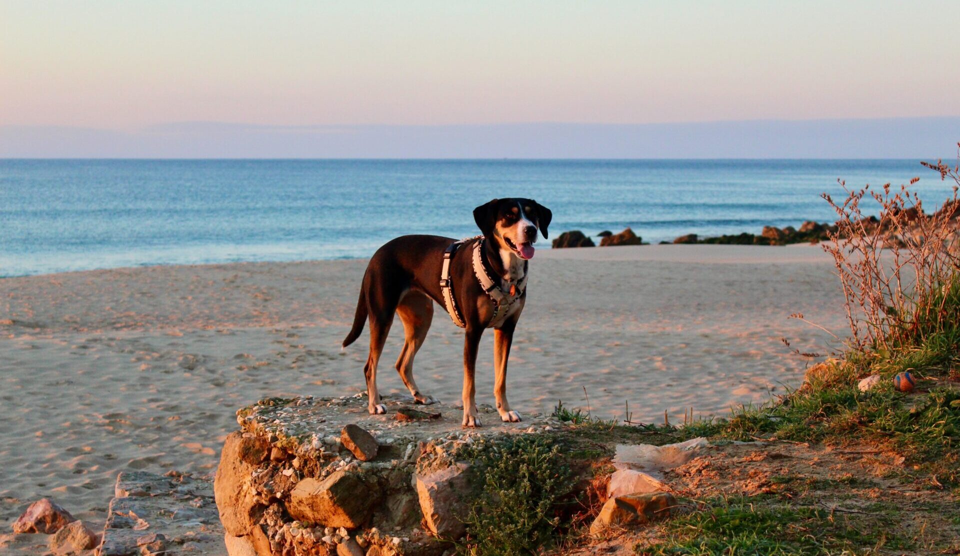 Reiseprophylaxe für Hunde - vetplace